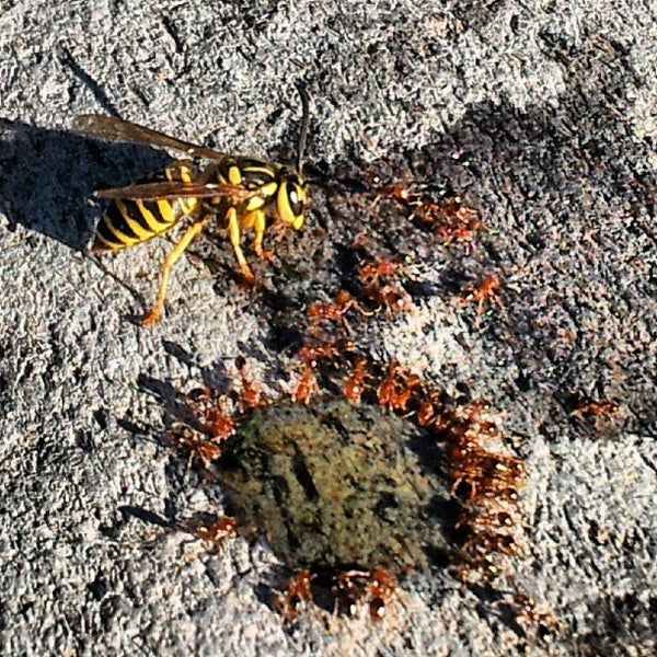 Kelly Anne Knight Playground - 8542-8560 E Reno Ave