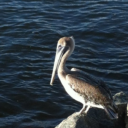 South Jetty / Humphris Park - 2000 Tarpon Center Dr