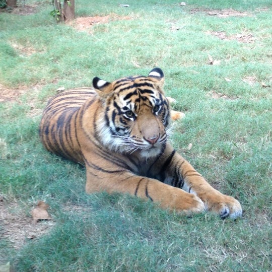 Sumatran Tiger Exhibit - Zoo Exhibit in Atlanta