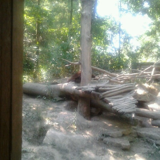 Wolverine Exhibit - Zoo Exhibit
