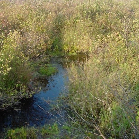 Finzel Swamp - Finzel, MD