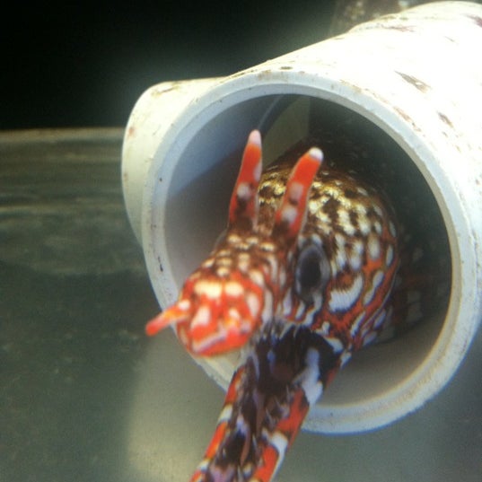 Pacific Reef Tropical Fish - 1 tip