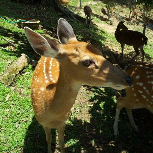 Paradise Farm Park Samui - Zoo in Taling Ngam