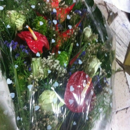 Alpha Beta Flora - Cantonments