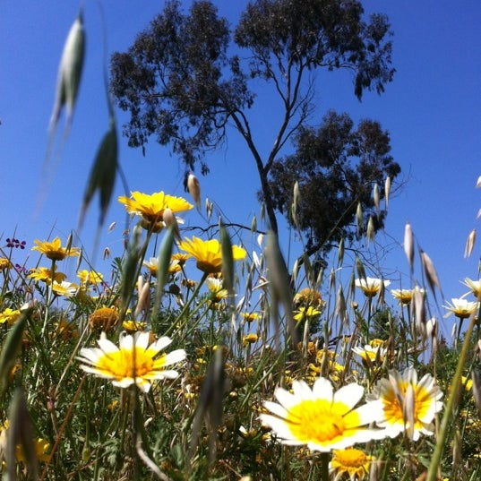 Madrona Marsh Preserve And Nature Center - 7 tips