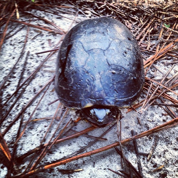 Photos at Robert W. Loftin Nature Trails at the University of North ...