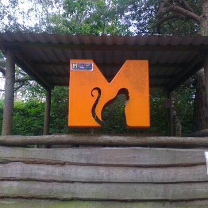 Monkey World - Ape Rescue Centre - Zoo