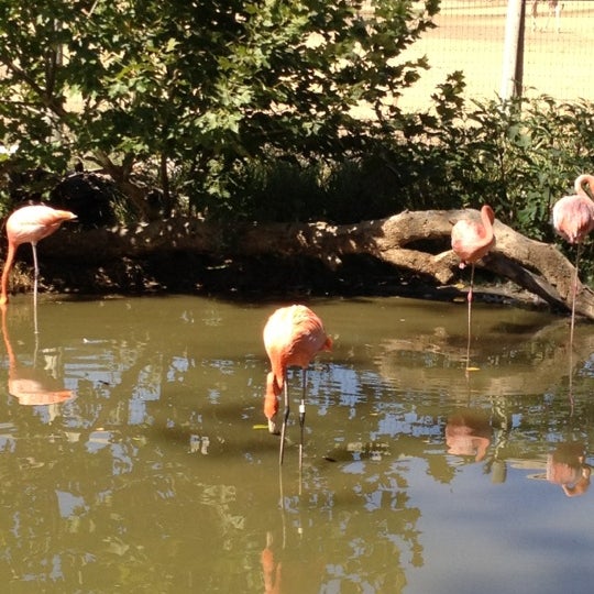 Safari West - Other Great Outdoors in Santa Rosa