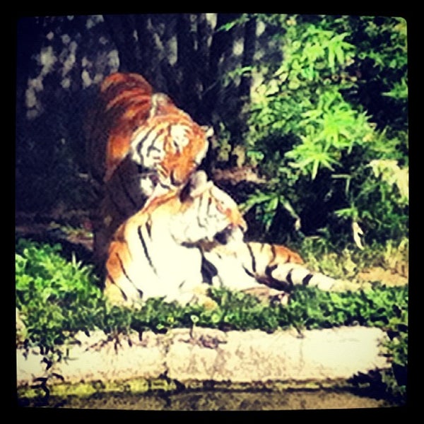 Photos at Malayan Tiger Habitat - Zoo Exhibit in Houston