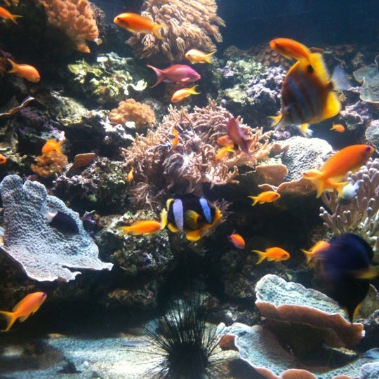 Sea Life London Aquarium - Waterloo - 130 tips