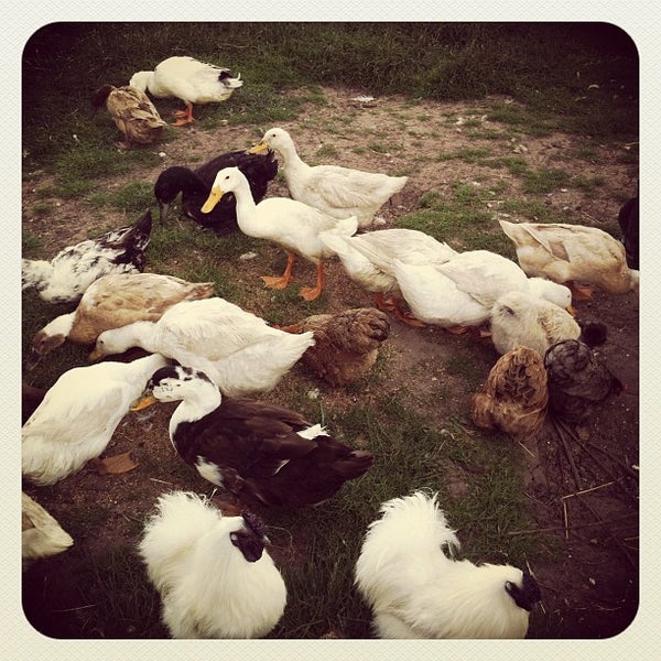 Stonebridge City Farm - Zoo