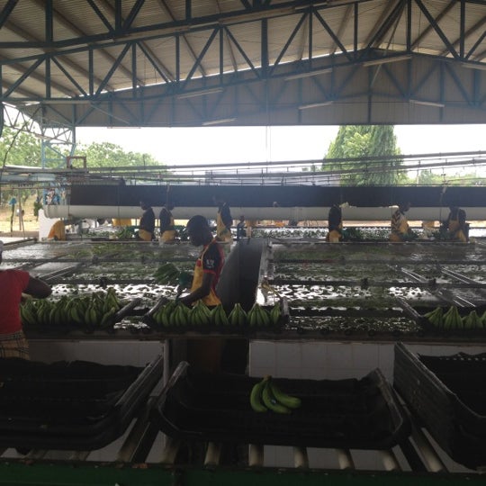 Golden Exotics Ltd - Farm in Asutuare