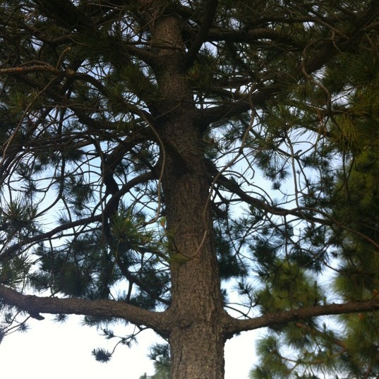 Photos at The George Harrison Tree - 2 tips