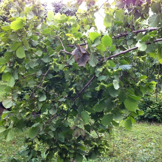 Sinasi Kara Findik Bahcesi& Ciftligi - 4 visitors