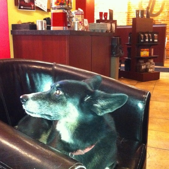 Photos at Java Moose Coffee House - Saint John, NB