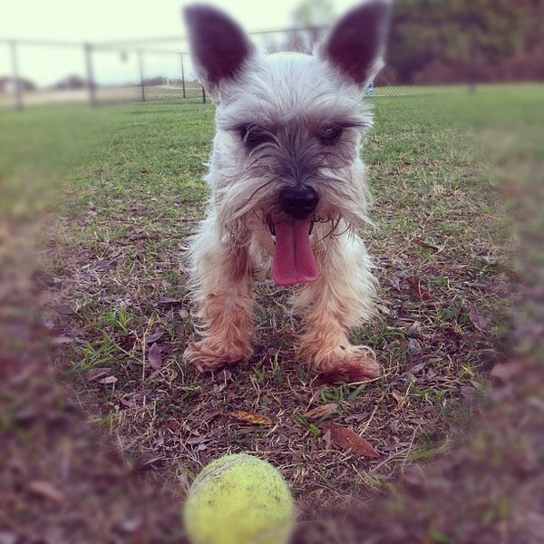 Diogi Dog Park - 500 W Carter Rd