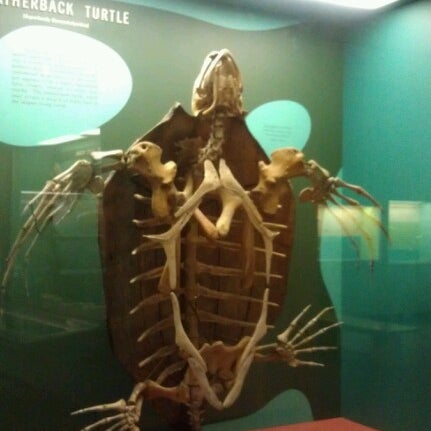 Giant Sea Turtle Skeleton