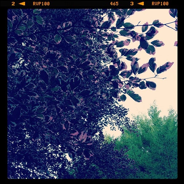 Photos at Arthur Ross Pinetum - Central Park - Central Park W