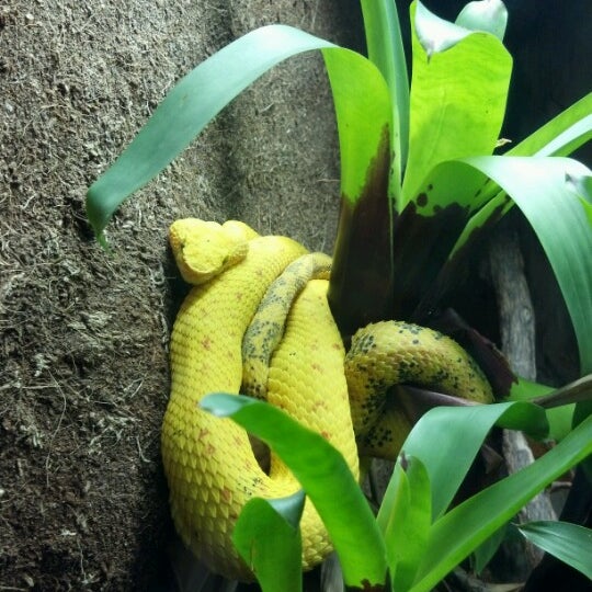Photos at Reptile House At The Audubon Zoo - Zoo Exhibit in New Orleans