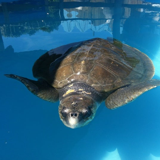 Projeto Tamar - Florianópolis, SC
