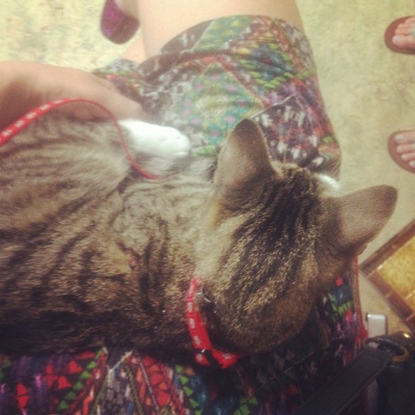 Photos at Merwin Memorial Animal Clinic - 8 tips from 174 visitors
