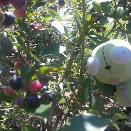 The Berry Patch At Maple Manor Farm - 1 visitor