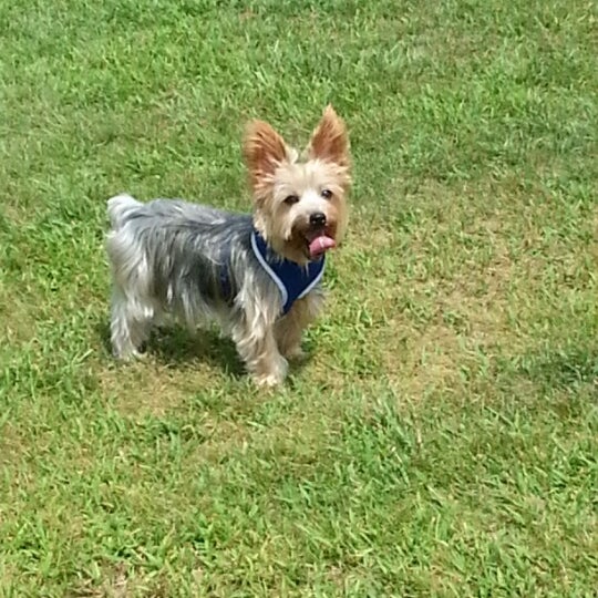 Alice B. Sullivan Dog Park - 3 tips from 74 visitors