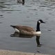Etherow Country Park - 4 tips