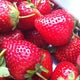 Canino Produce Co. - Farmers Market in Greater Heights