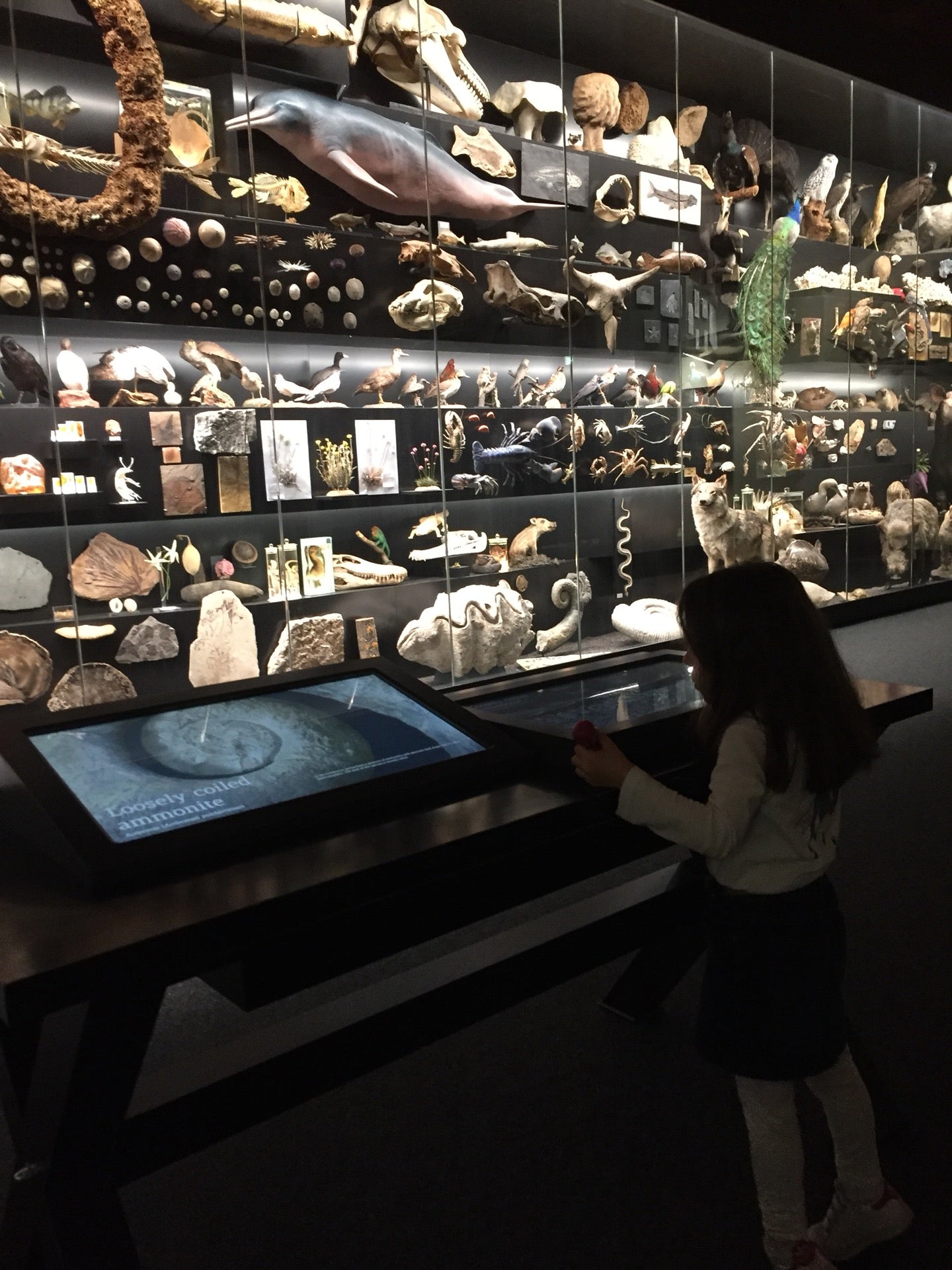 Senckenberg Naturmuseum - Senckenberganlage 25 - Frankfurt am Main