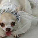 chiwawa on Foursquare